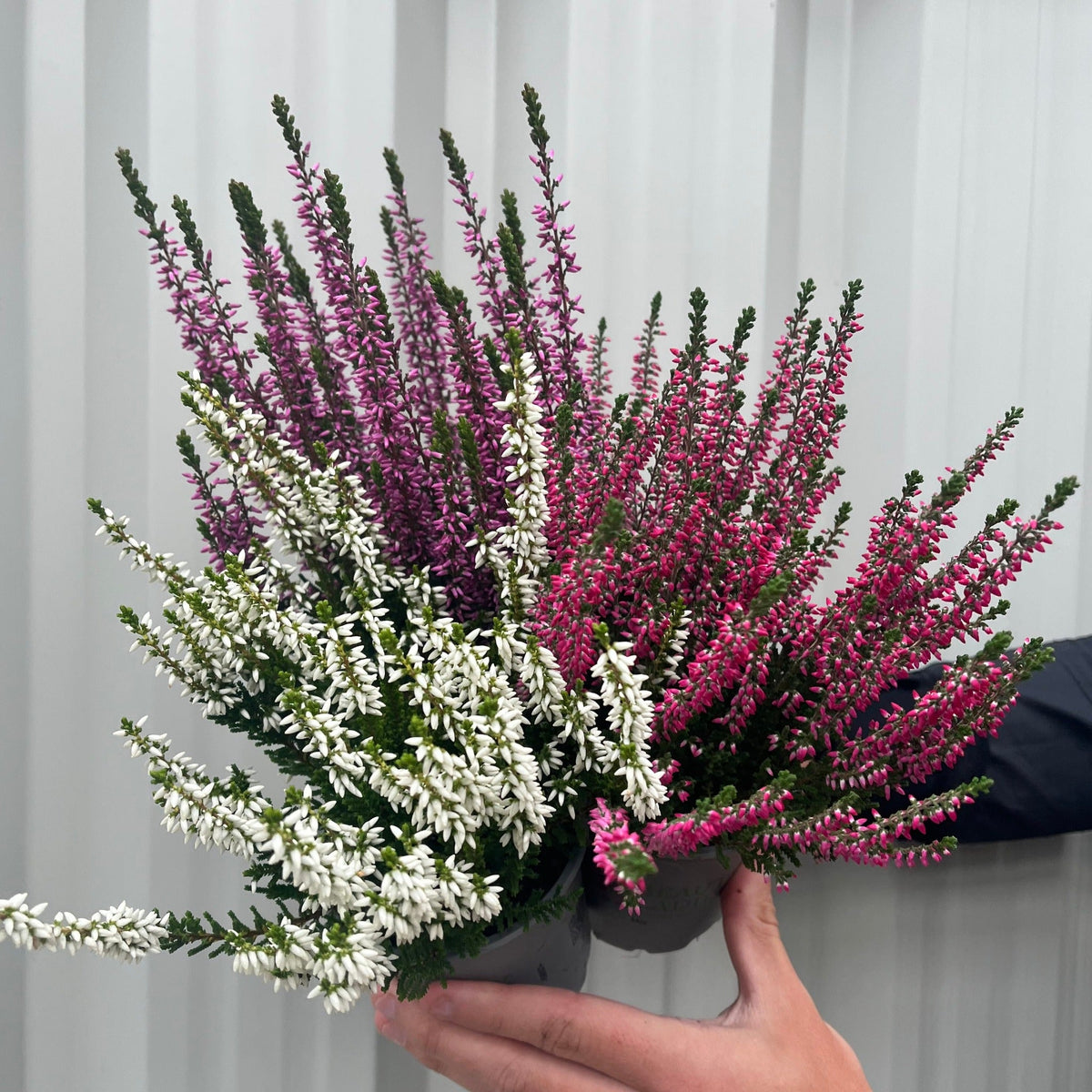 Mix of 3 Calluna Heather (9cm Pot) — InStock