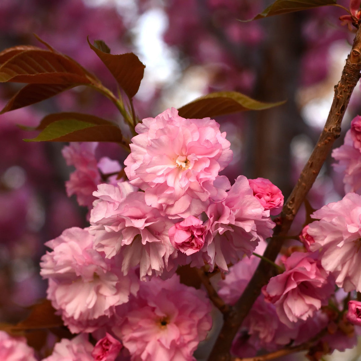 Ornamental Flowering Cherry Blossom Tree Dwarf - Prunus serrulata 'Kan ...