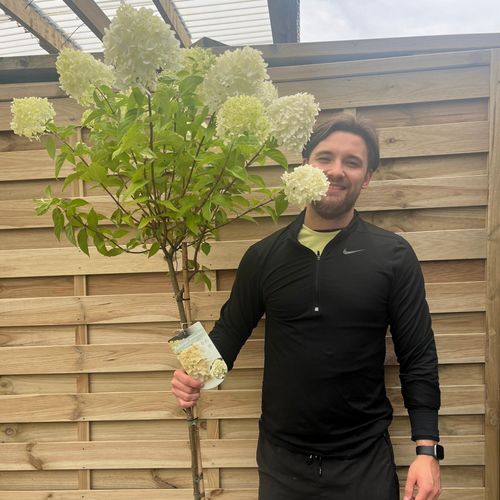 Patio Hydrangea paniculata 'LimeLight’ Tree 5L 120-130cm — InStock