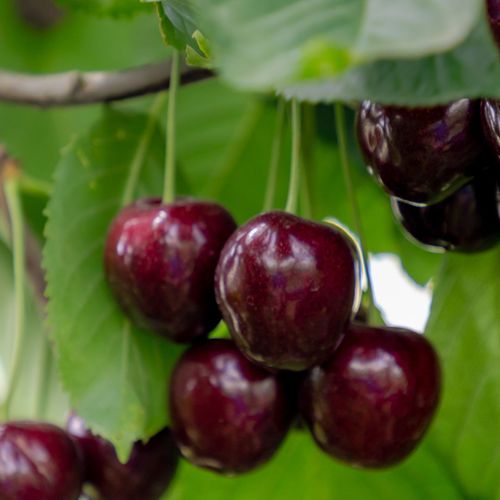 Dwarf Patio Cherry Tree 'Kordia' 1M — InStock
