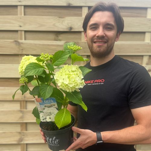 Dwarf Hydrangea | Hydrangea macrophylla 'Little White' 2L — InStock