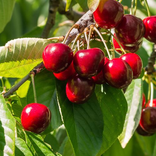Dwarf Patio Cherry Tree 'Stella' 1M — InStock