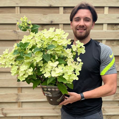 Hydrangea paniculata Switch 'Ophelia' 3L — InStock
